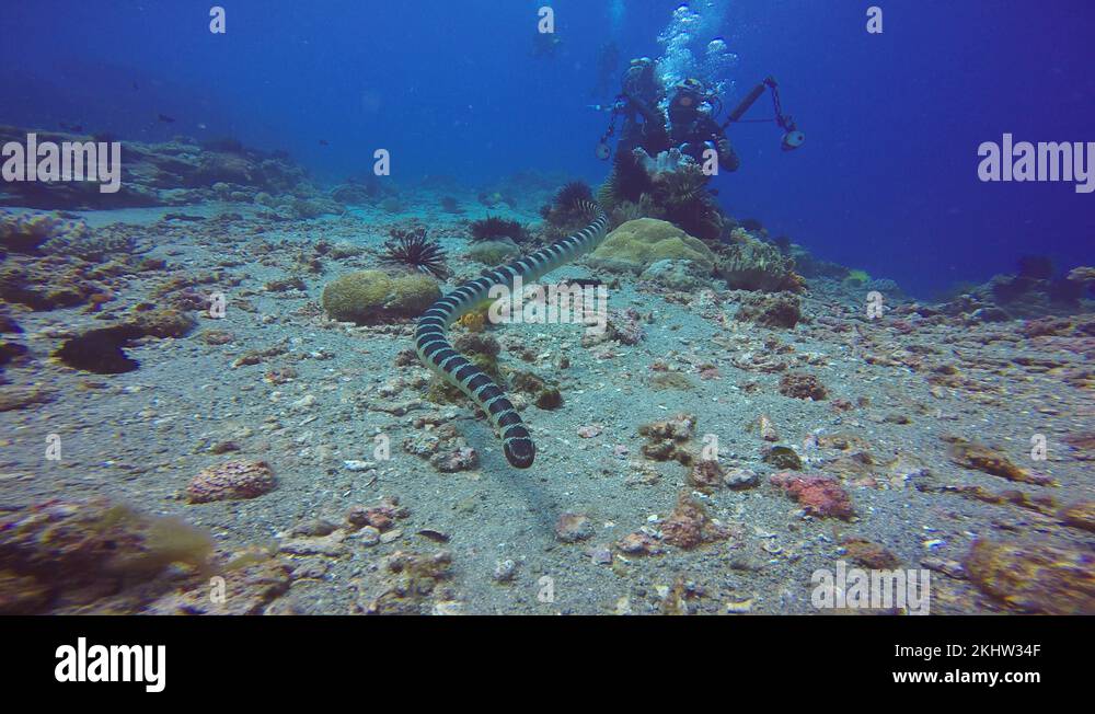 Dubois ' most venomous sea snake Stock Video Footage - Alamy