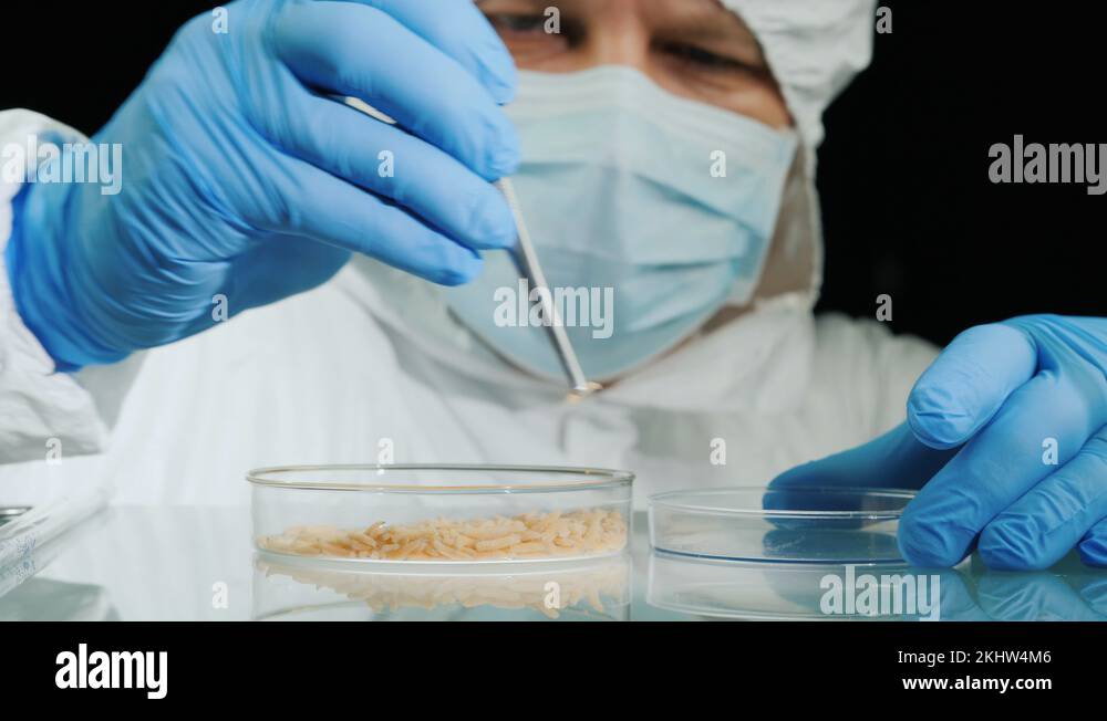 Biologist lab insects Stock Videos & Footage - HD and 4K Video Clips ...