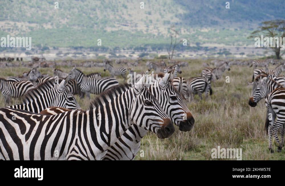 Zebra stampede Stock Videos & Footage - HD and 4K Video Clips - Alamy