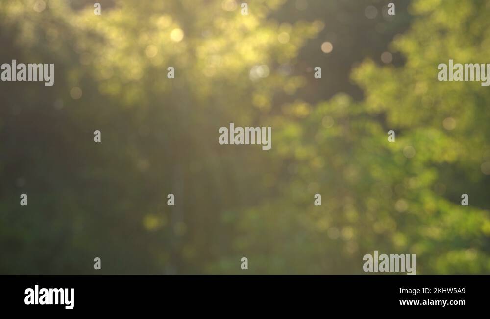 Scattered insects Stock Videos & Footage - HD and 4K Video Clips - Alamy