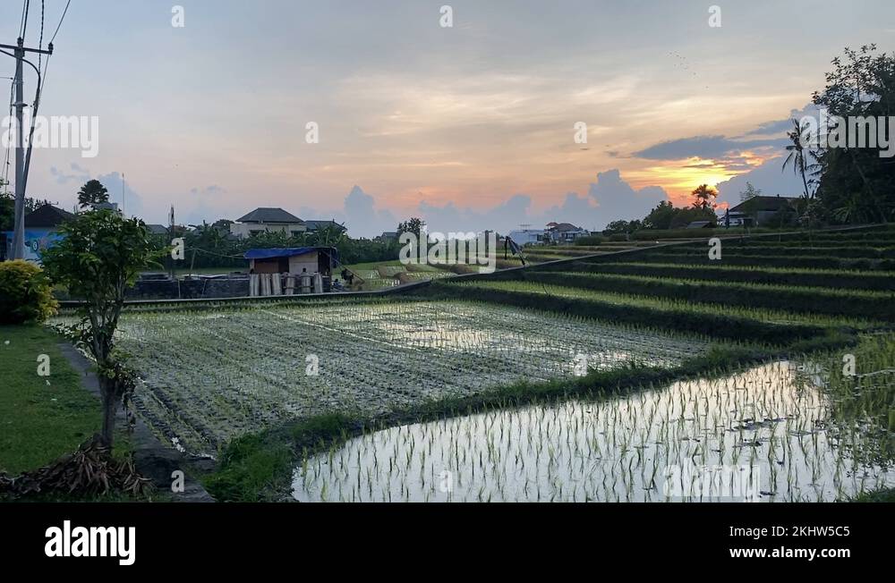 Ecological paddy rice fields Stock Videos & Footage - HD and 4K Video ...