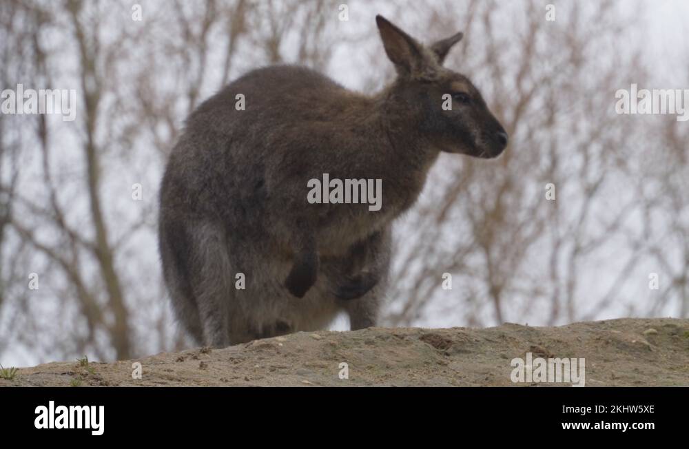 Funny kangaroo Stock Videos & Footage - HD and 4K Video Clips - Alamy