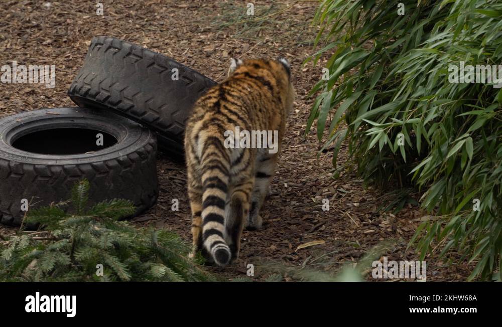 Bengal tiger food asia Stock Videos & Footage - HD and 4K Video Clips ...