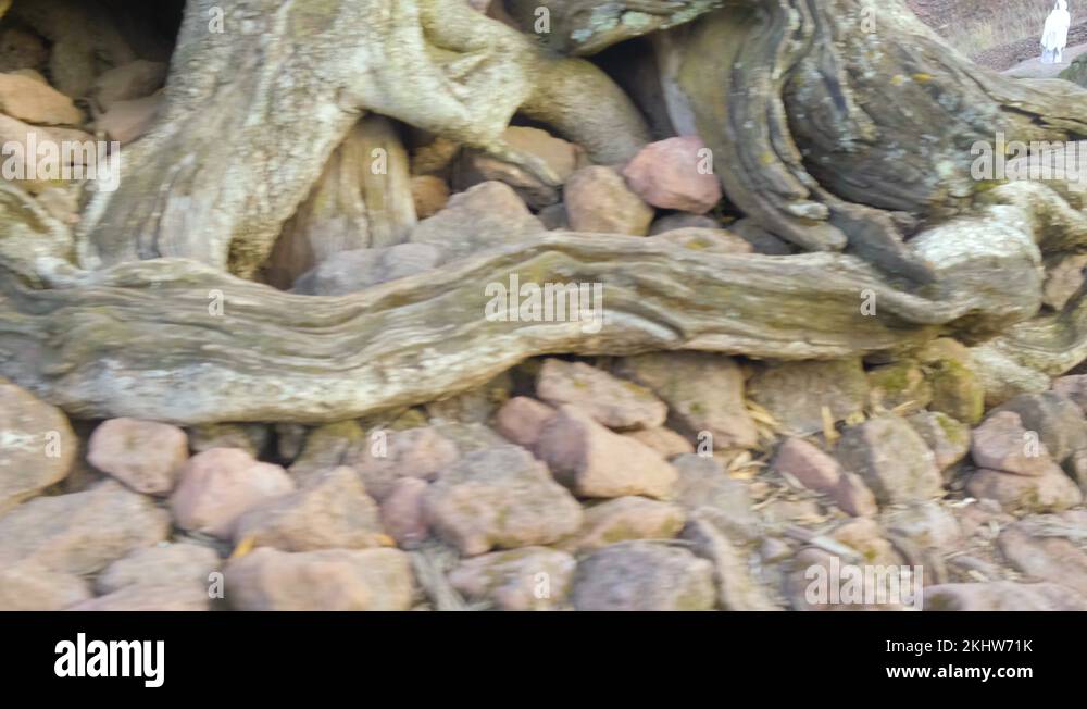 Track Behind Tree Reveal Bete Giyorgis Church High Angle View Lalibela ...