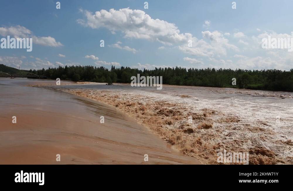 Messy forest Stock Videos & Footage - HD and 4K Video Clips - Alamy