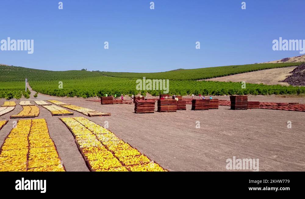 Dried crops heat Stock Videos & Footage - HD and 4K Video Clips - Alamy