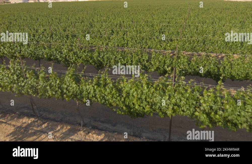 Rows grapevine plants in Stock Videos & Footage - HD and 4K Video Clips ...