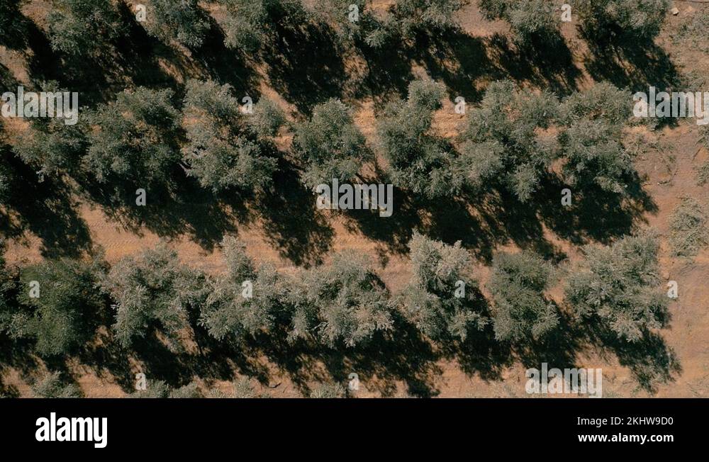 Rows of green trees, slide right to reveal rows of tree stumps, aerial ...