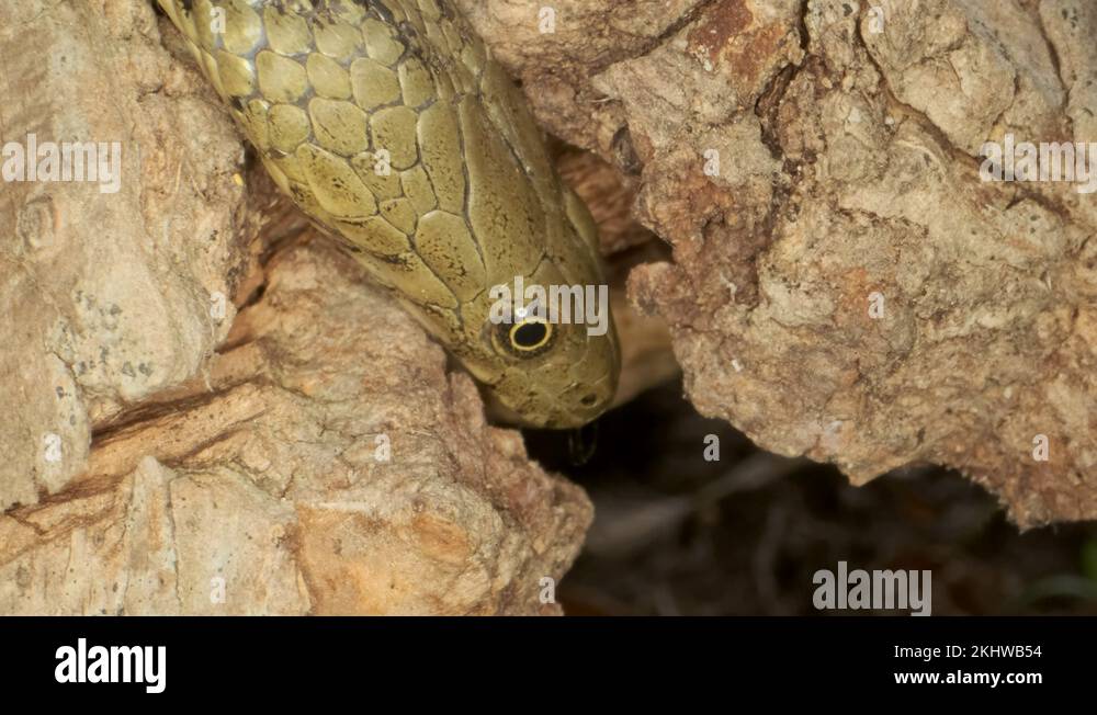 Snake hollow Stock Videos & Footage - HD and 4K Video Clips - Alamy