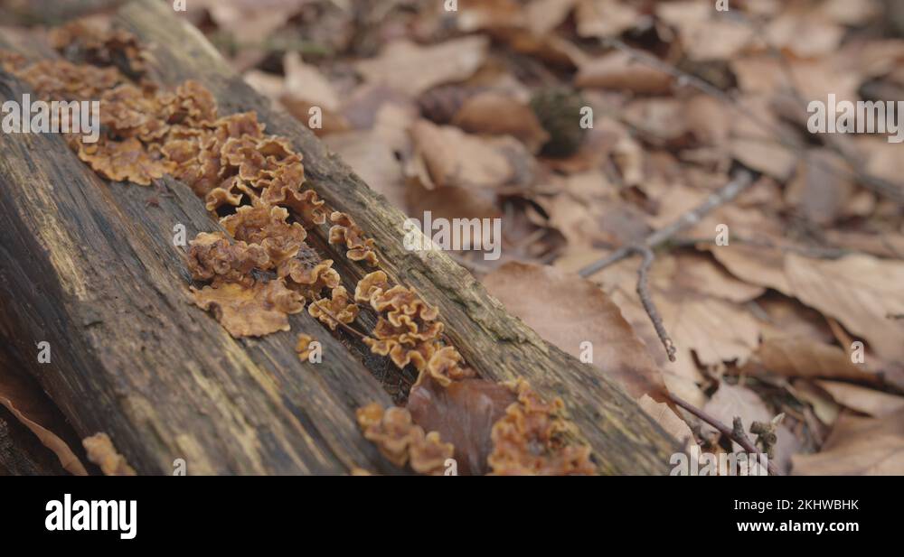 Fungus texture Stock Videos & Footage - HD and 4K Video Clips - Alamy