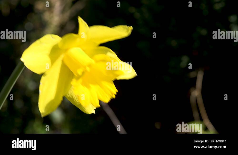 Welsh flora Stock Videos & Footage - HD and 4K Video Clips - Alamy