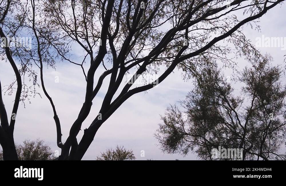 Tilt-up on the twisted branches of a desert mesquite tree, Apache Wash ...