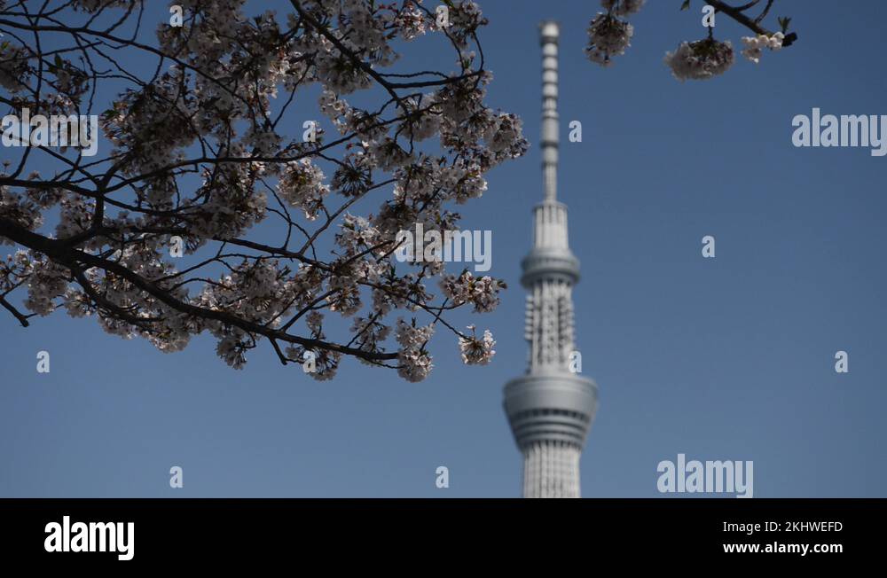 Cherry Tree Blossom, Tokyo Skytree in Japan, The Tallest Tower World ...