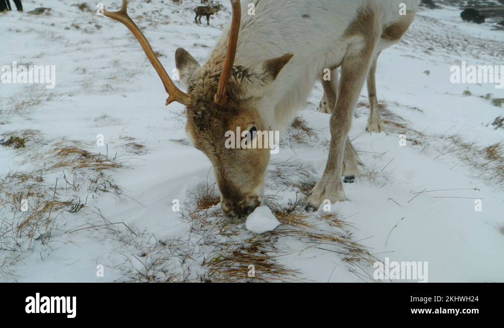 Reindeer eating grass Stock Videos & Footage - HD and 4K Video Clips ...