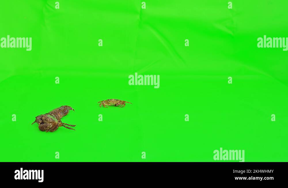 Real crab isolated 4 on green screen Stock Video Footage - Alamy