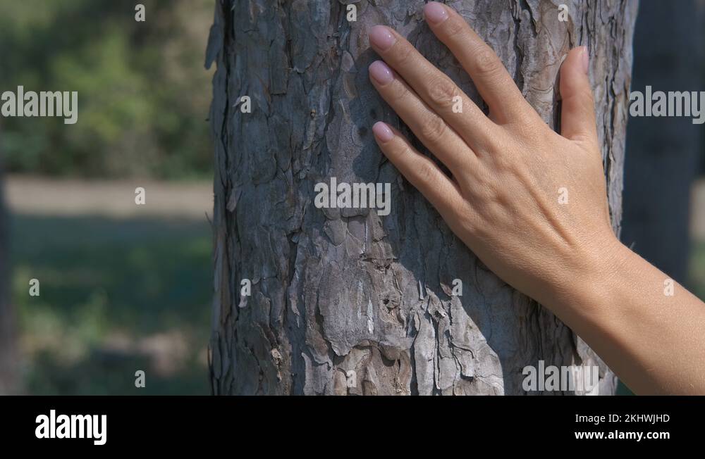 Hand on the tree Stock Videos & Footage - HD and 4K Video Clips - Alamy