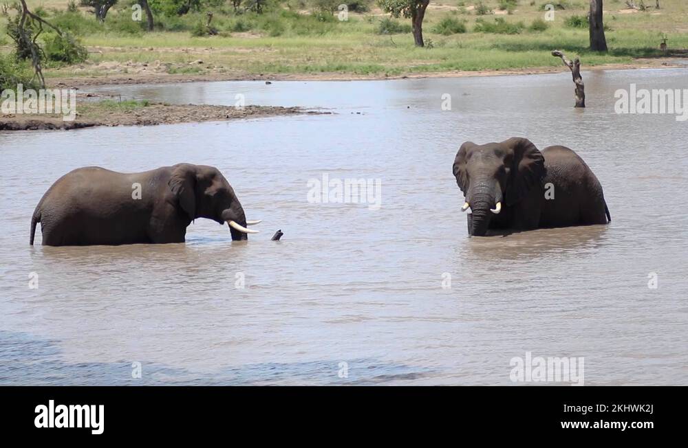 Elephant water fight Stock Videos & Footage - HD and 4K Video Clips - Alamy