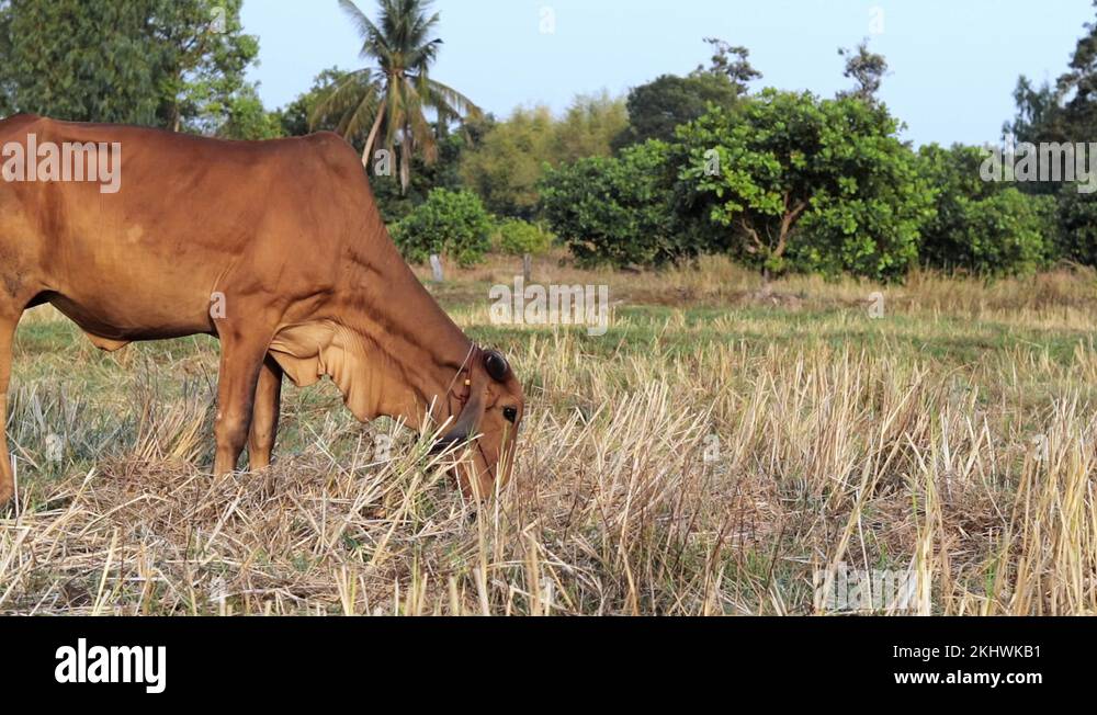 Native cattle Stock Videos & Footage - HD and 4K Video Clips - Alamy