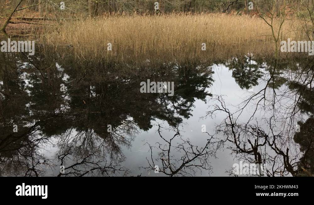 Dark forest pond Stock Videos & Footage - HD and 4K Video Clips - Alamy
