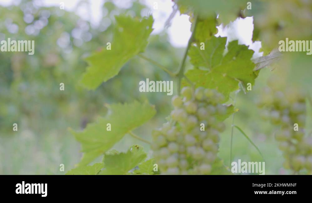 Wine grape vines with growing grapes in souther Canada in early/late ...