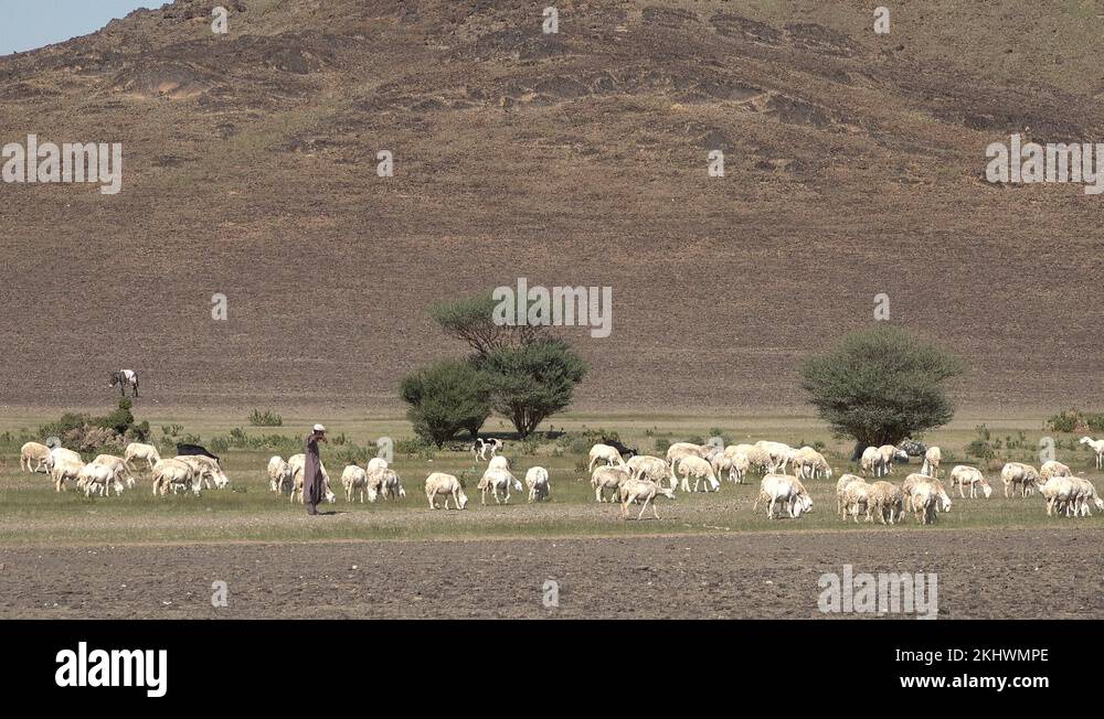 Local farmer lets his sheep graze on pastures Saudi Arabia Stock Video ...