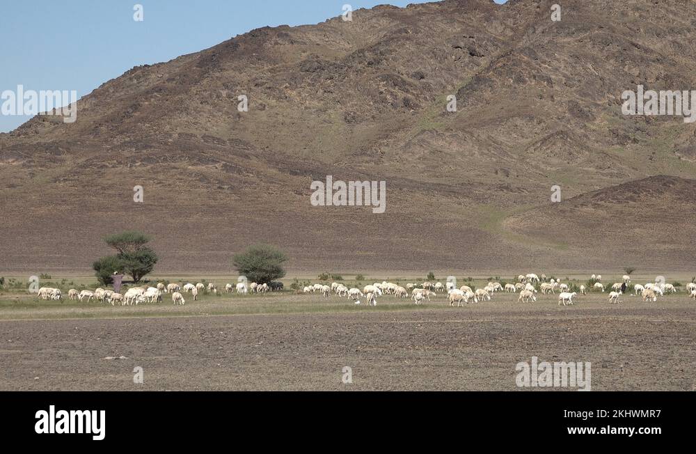 Saudi arabia agriculture Stock Videos & Footage - HD and 4K Video Clips ...