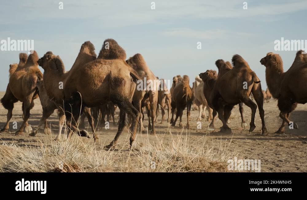 Desert camels and blue sky Stock Videos & Footage - HD and 4K Video ...