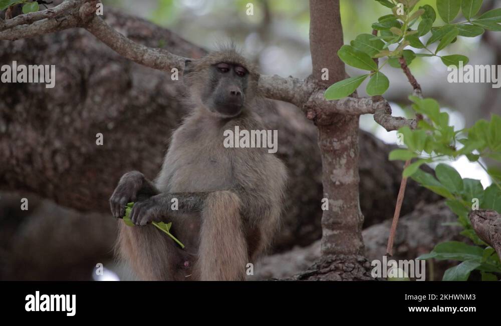 Forest baboon Stock Videos & Footage - HD and 4K Video Clips - Alamy