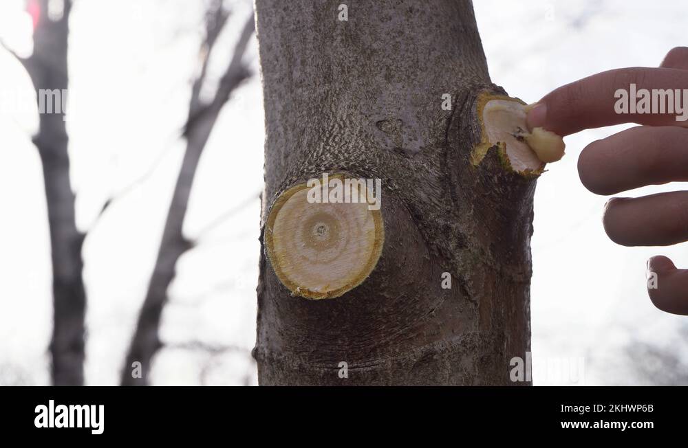 Tree wound Stock Videos & Footage - HD and 4K Video Clips - Alamy