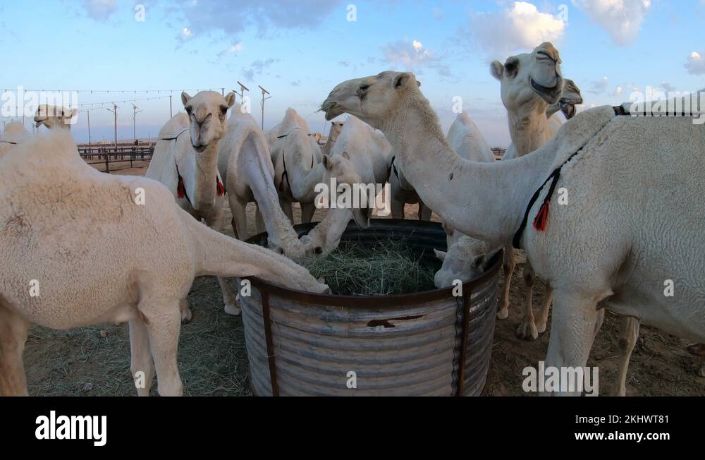Saudi arabia desert riyadh camels Stock Videos & Footage - HD and 4K ...
