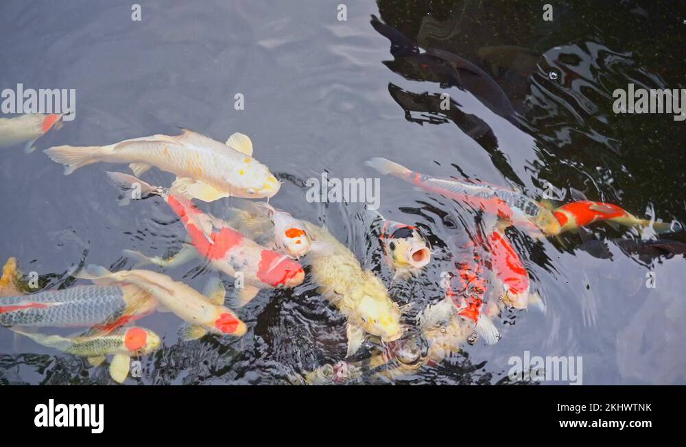 Koi ponds Stock Videos & Footage - HD and 4K Video Clips - Alamy