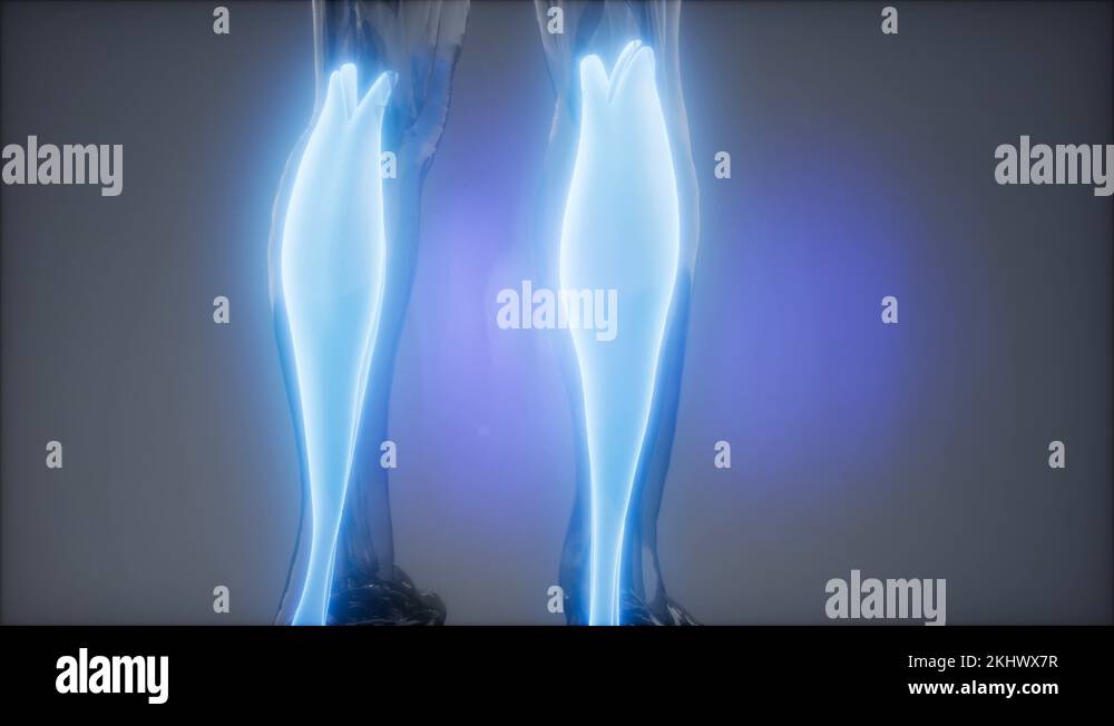 gastrocnemius- Visible muscle anatomy map Stock Video Footage - Alamy