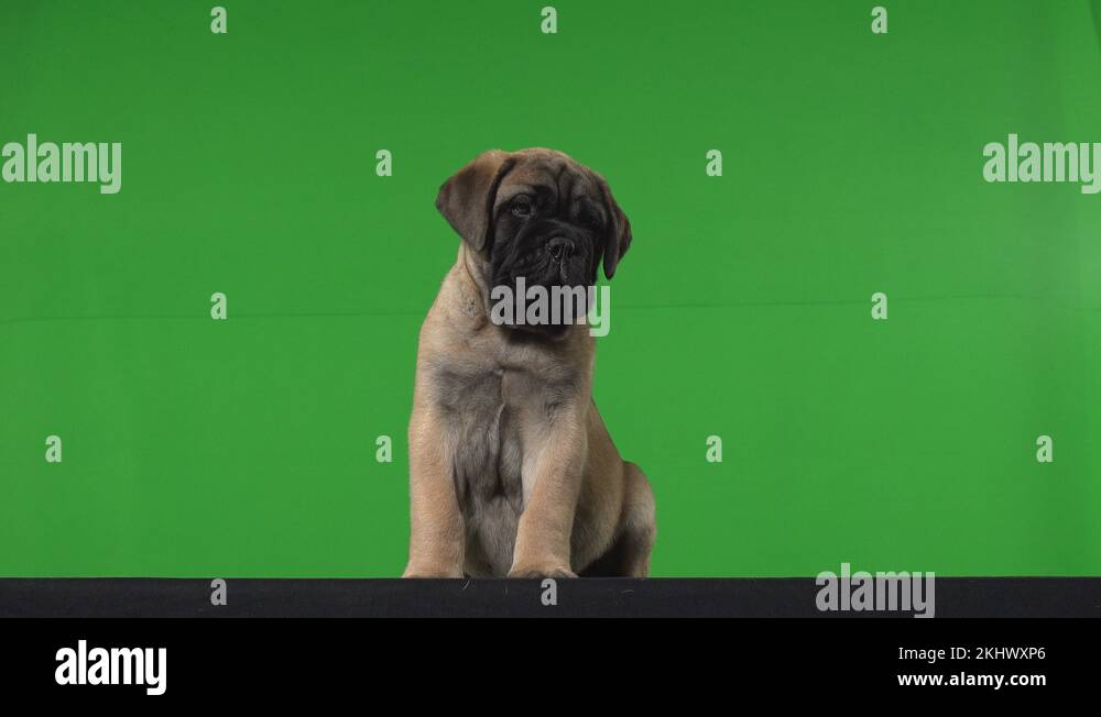 dog pug green screen Stock Video Footage - Alamy