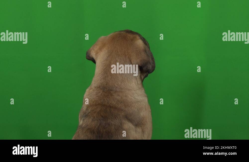 Dog screen Stock Videos & Footage - HD and 4K Video Clips - Alamy