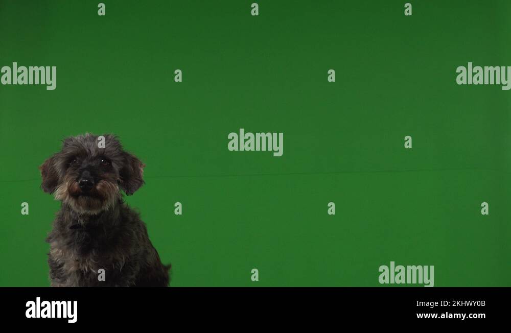 dog terrier green screen Stock Video Footage - Alamy