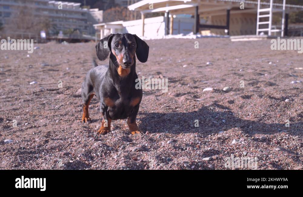 cute dachshund dog stands on the beach, wags its tail, waits for the ...