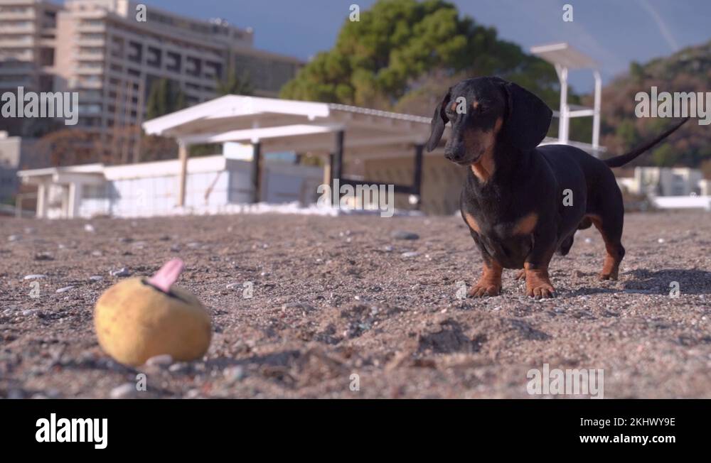 Tan at the beach Stock Videos & Footage - HD and 4K Video Clips - Alamy
