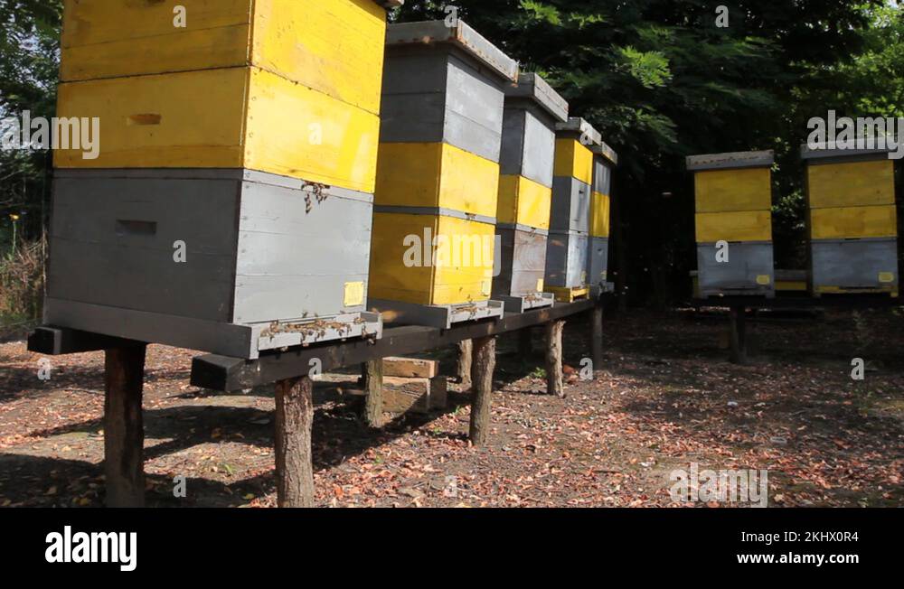 Row of beehives on wooden pillars lifted up, apiary, Bee farm Stock ...