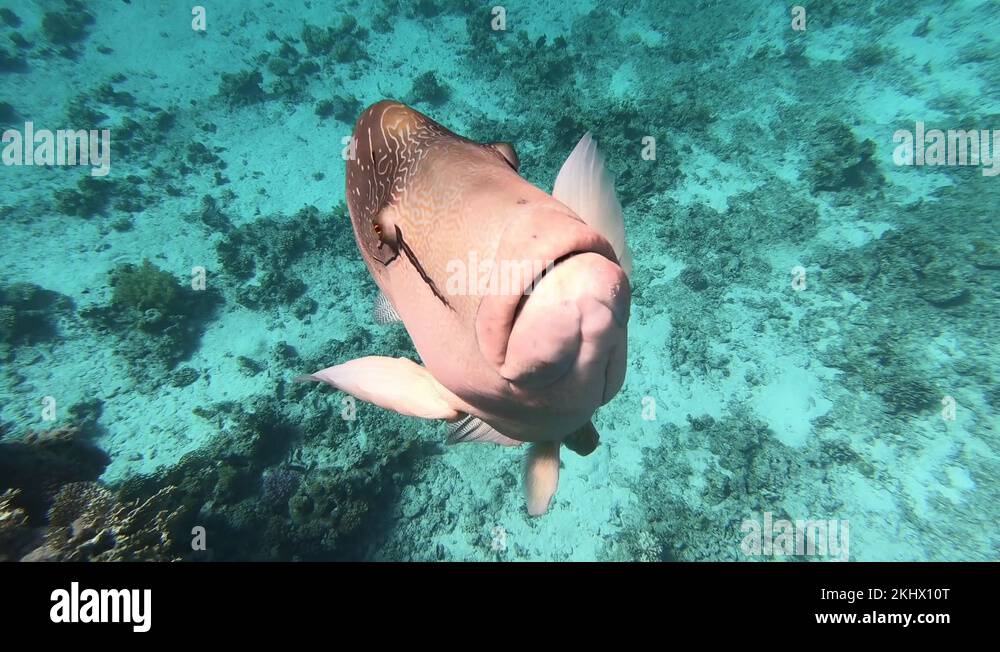 Napoleon wrasse (Cheilinus undulatus) swimming in the blue ocean Stock ...