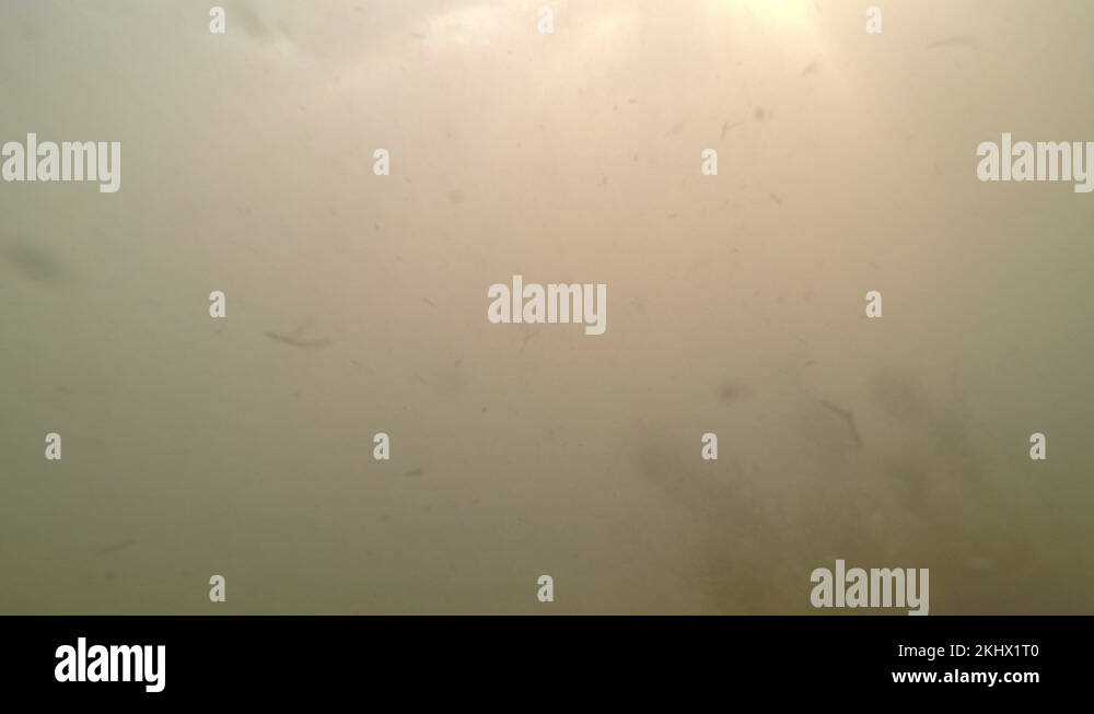 Algae in ground Stock Videos & Footage - HD and 4K Video Clips - Alamy