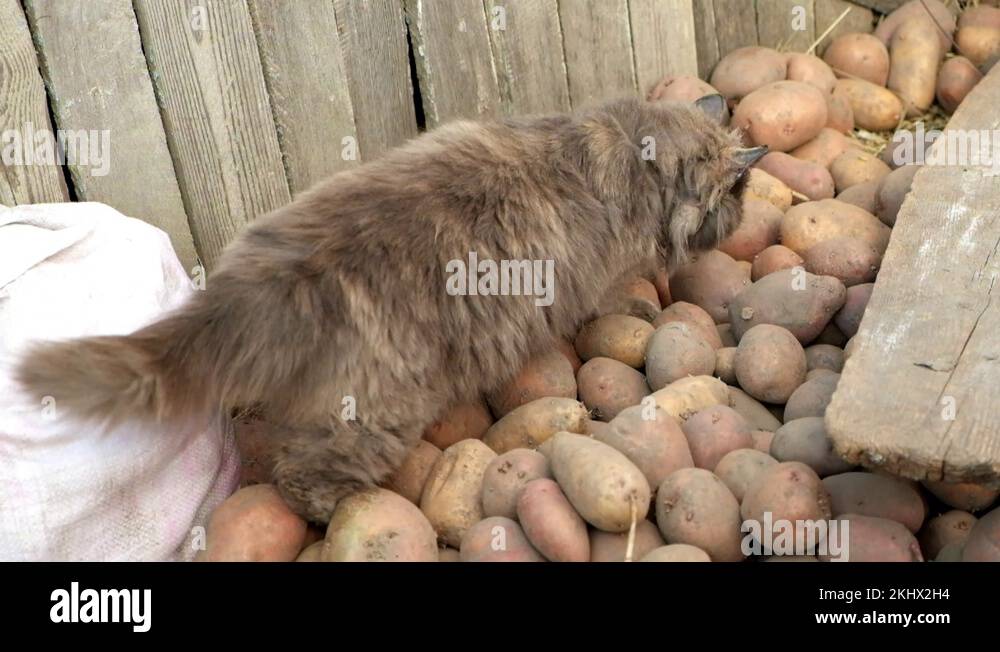 Pet potatoes Stock Videos & Footage - HD and 4K Video Clips - Alamy