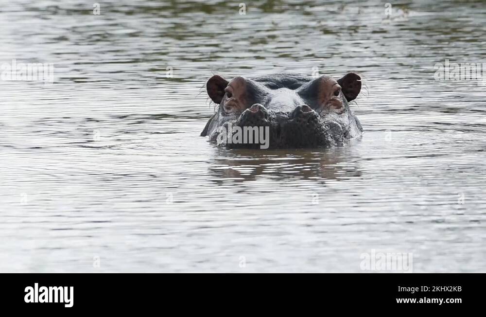 Hippo swimming and yawning Stock Videos & Footage - HD and 4K Video ...