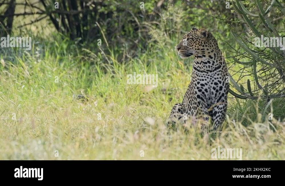 Leopard licking its lips Stock Videos & Footage - HD and 4K Video Clips ...