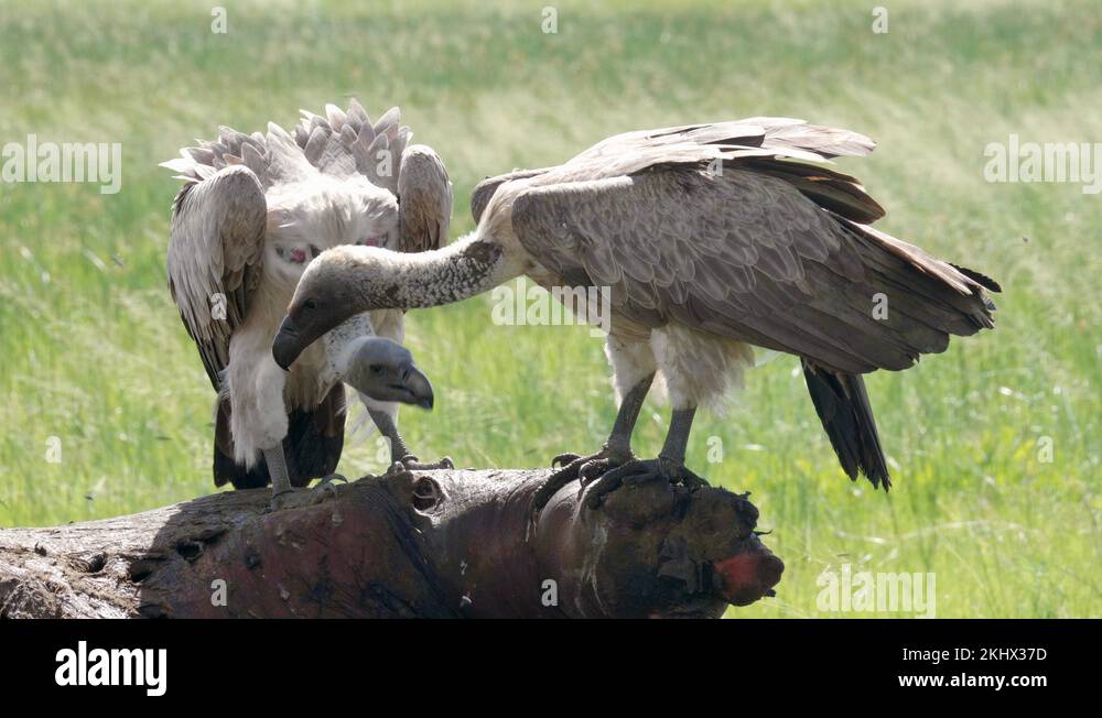 White-backed vultures eating the flesh of a dead hippopotamus at the ...