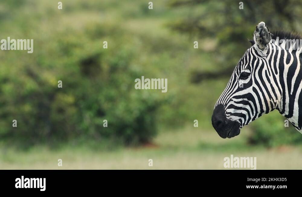 Wildlife zebra kenya Stock Videos & Footage - HD and 4K Video Clips - Alamy