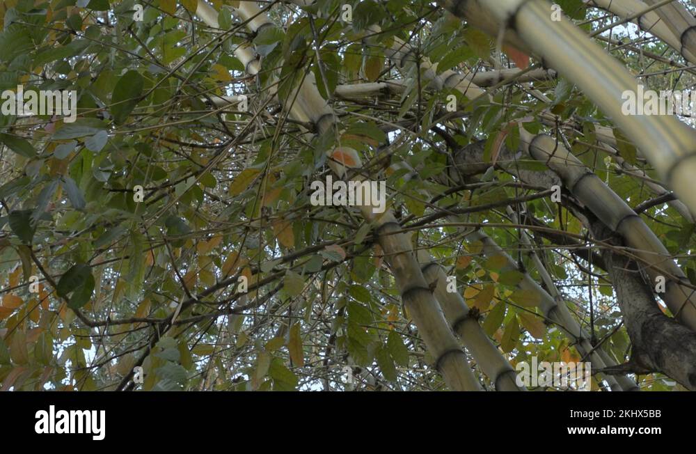 Bambootree Stock Videos & Footage - HD and 4K Video Clips - Alamy