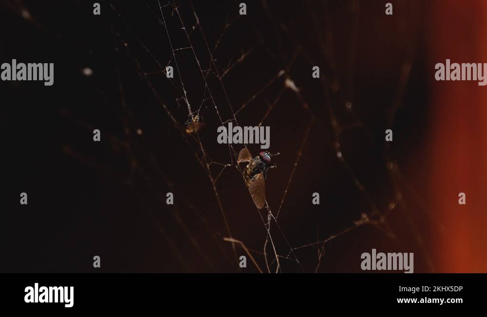 Spider web with flies Stock Videos & Footage - HD and 4K Video Clips ...