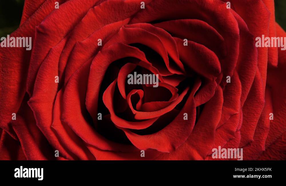 Top view red rose flower Stock Videos & Footage - HD and 4K Video Clips ...
