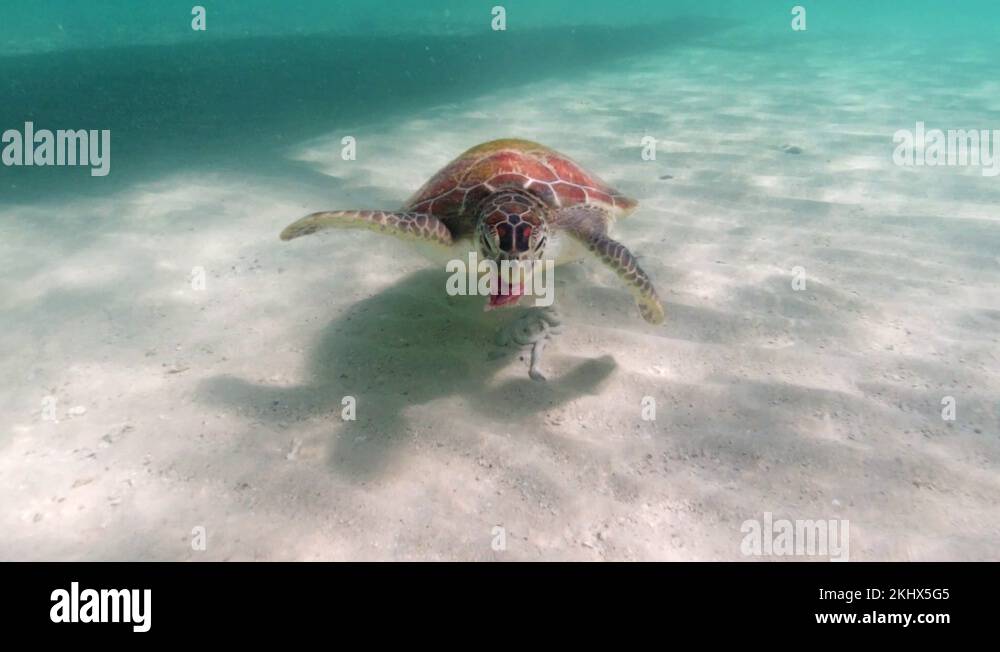 Underwater video of swimming sea turtle. Wild sea animal in the ...