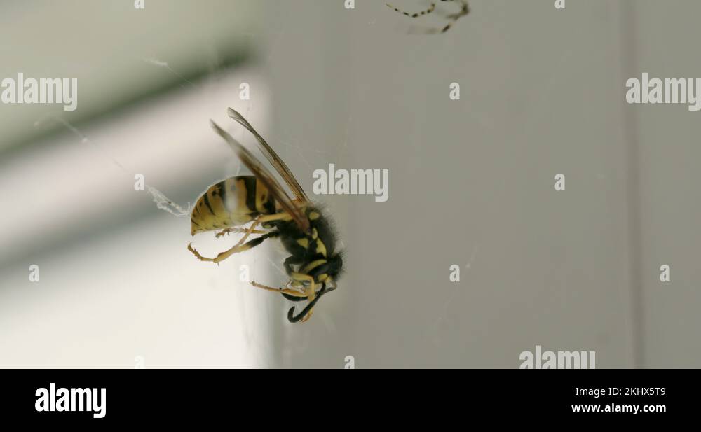 Spider coming closer to captured wasp and started to wrap insect into ...